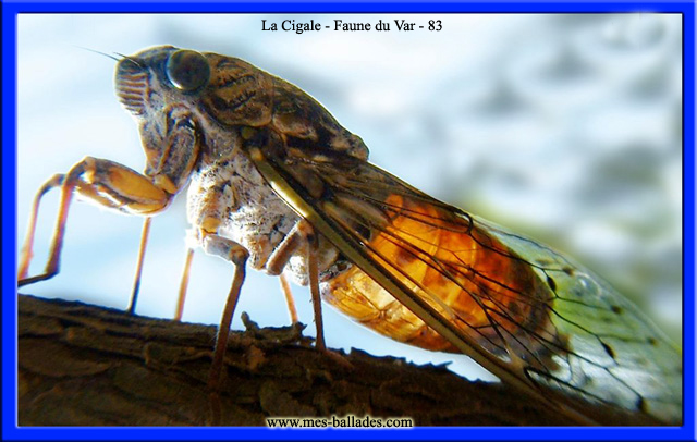 LA FAUNE SAUVAGE DU DEPARTEMENT DU VAR (83)